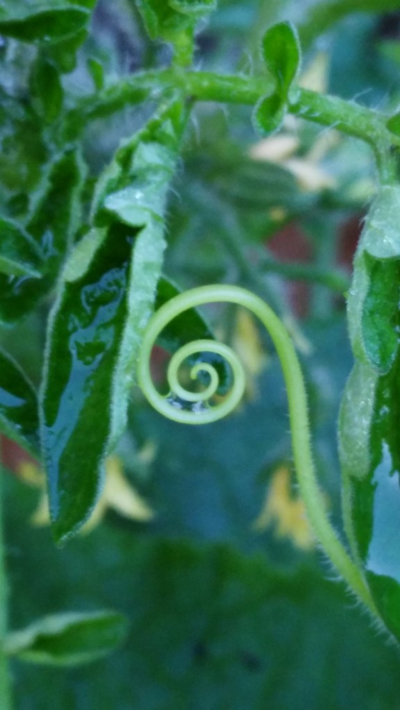 Annie Lyons | Bestselling author of contemporary fiction