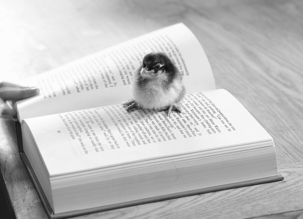 Annie Lyons | Bestselling author of contemporary fiction
